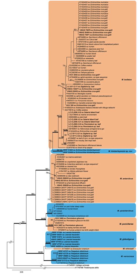phylogram obtained from a ml analysis based on the its sequence