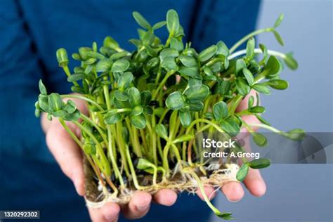 손에 마이크로 그린을 잡으십시오 린넨 매트에 해바라기 새싹을 성장 음식을 위해 집에서 씨앗을 재배합니다 새싹을 클로즈업합니다 도시 원예 및 취미 마이크로 그린 0명에 대한