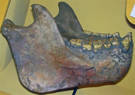 Gigantopithecus Fossil