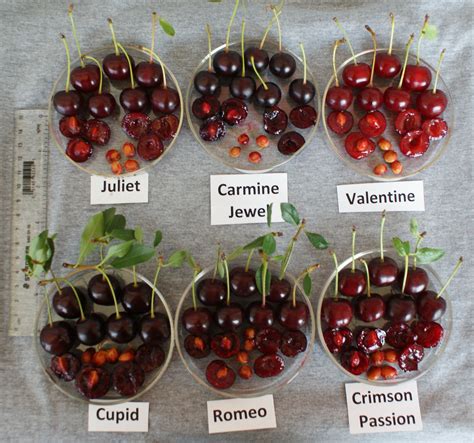 Juliet Cherry