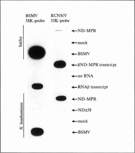 Slot Blot Hybridization Analysis Of Total Rna Isolated From N Download Scientific Diagram