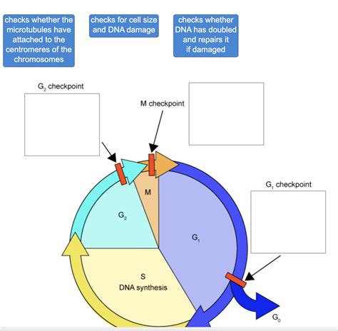 Solved Checks Whether The Checks For Cell Size Checks Whether