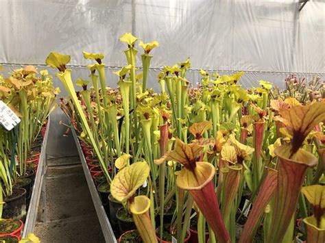 Sarracenia Flava Triffid Parks 2019 Open Day Victoria Flickr