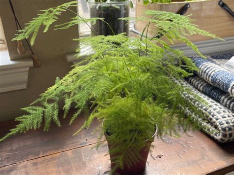 Залишиться пухнастим та зеленим як доглядати за аспарагусом взимку щоб він не жовтів і не