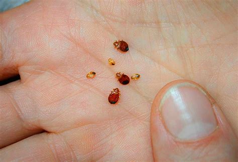 Постельные Клопы Как Избавиться От Них Davidprogrammy