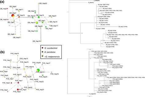 Median Joining Network Analysis Based On The A Gbssi And B Pvcel1 Gene Download Scientific