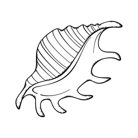 Seashell Vector Art Icons And Graphics For Free Download