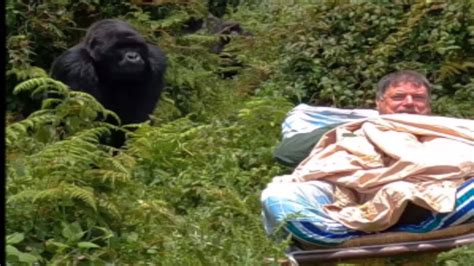 Heres A Fascinatingly Frightening Video Of A Gorilla Coming Extremely