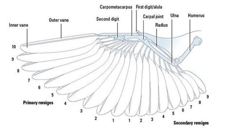 Bird Wing Anatomy And Design Crow Wing Diagram Bird Wing Parts
