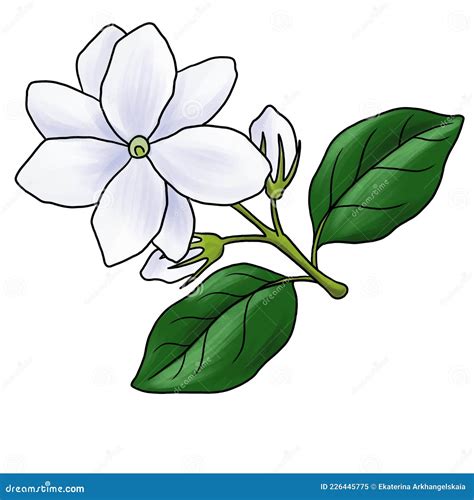 Sampaguita Jasmine The National Flower Of Philippines Vector Illustration