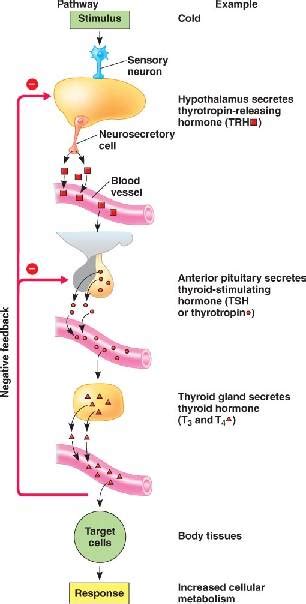 Negative Feedback Loop Thyroid