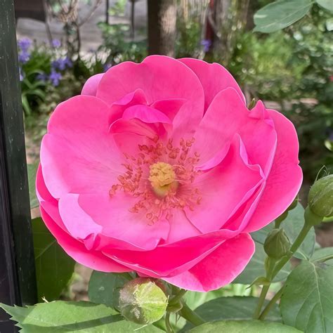 Angelicaangela Rose 安吉拉｜ Germany Climbing Rose Ergongzy Roses