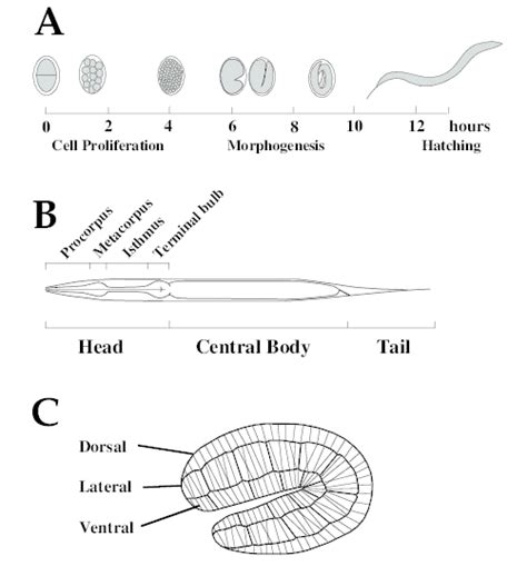 A C Elegans Embryogenesis Lasts 13 Hours At 20°c And Can Be Divided