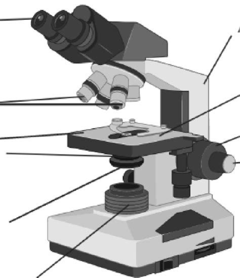 Histology Diagram Quizlet