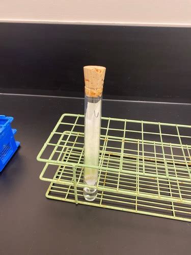 Final Lab Exam 2 Bio 103 Flashcards Quizlet