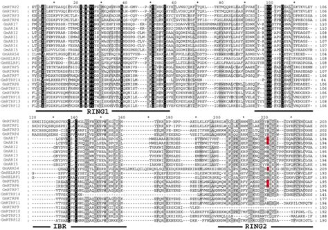 Multiple Sequence Alignment Of Soybean Rbr Proteins Black Gray And