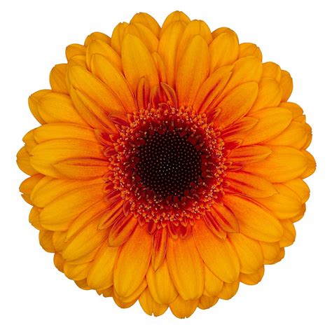 Colouredbygerbera Emani Mini Oranje