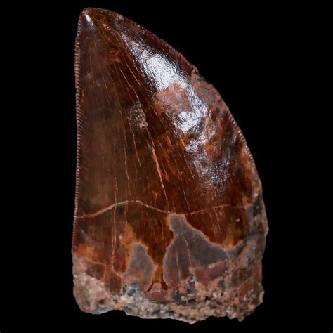 1 6 Carcharodontosaurus Fossil Tooth Dinosaur Kem Kem Morocco