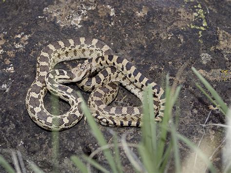 Colorado Snakes Great Basin Gopher Snake Pituophis Catenifer