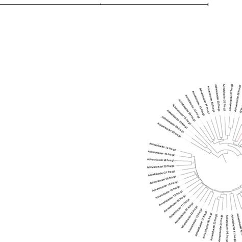 Genome Lineage Tree Of Acinetobacter Indicus Strain Ubt1 Bionj