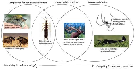 Sexual Selection — Comparative Animal Behavior