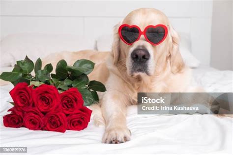 하트 모양의 안경을 쓴 아름다운 개는 빨간 장미 꽃다발을 들고 침대에 누워 있습니다 골든 리트리버에 대한 스톡 사진 및 기타