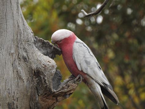 Bird Behaviour Archives Trevors Birding Trevors Birding