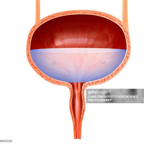 Human Bladder Anatomy Illustration High Res Vector Graphic Getty Images