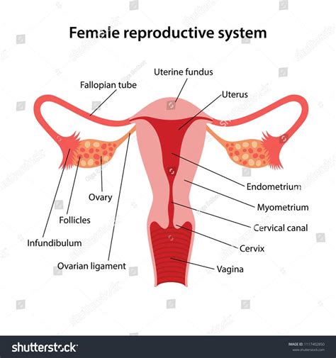 Exploring The Internal Organ Diagram Of The Female Body A