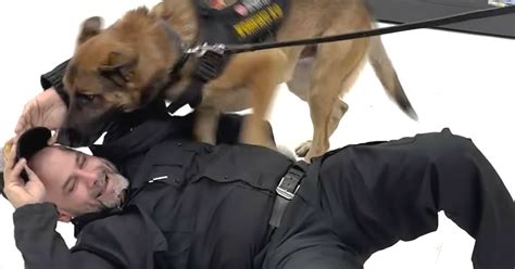 K9 Immediately Recognizes His First Handler After Months Apart And