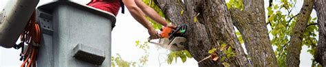 Tree Cutting Services In South Sydney Southern Suburbs Eastern Suburbs Inner West