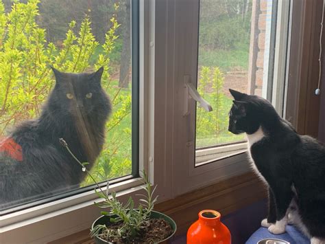 Bird And Worm Cats