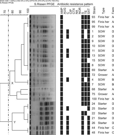 Dendrogram Representing Pfge Xbai Identified In The 1st Majority