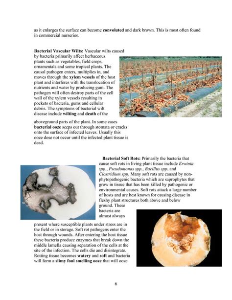 Most Bacterial Plant Pathogens 001pdf