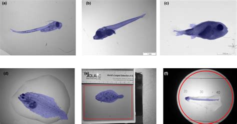 Examples Of Correct Segmentation Across Species And Stages A