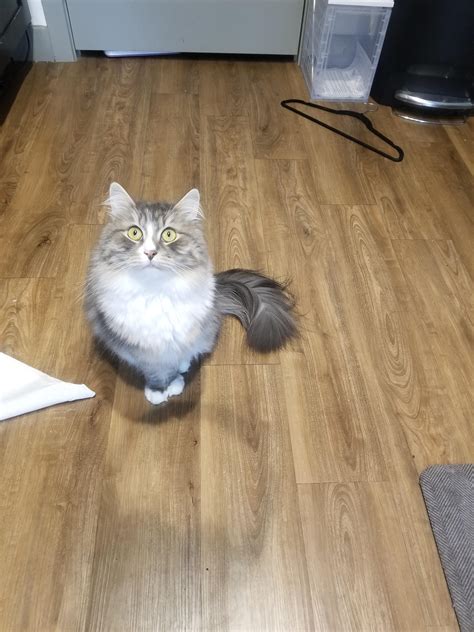 I Love My Cutie Bug Rbottlebrush