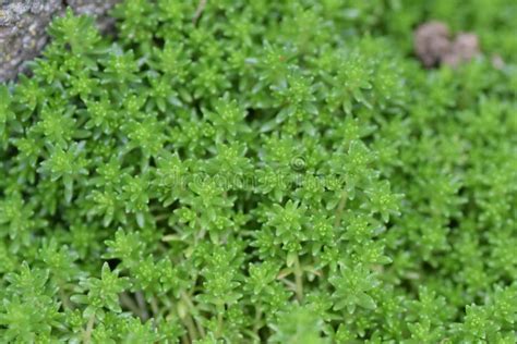 Species Of Stonecrop Stock Image Image Of Plant Small 114608841