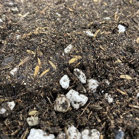 Organic Living Soil Premium Seed Bank Best Feminized Seeds Seed