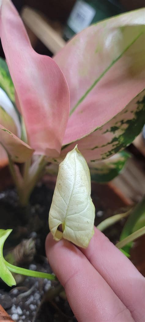 Help My Arrow Plant Wont Stop Dropping Leaves Ive Never Had Great