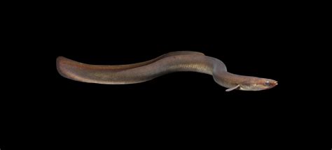 Tracking The Great Victorian Eel Migration Ces