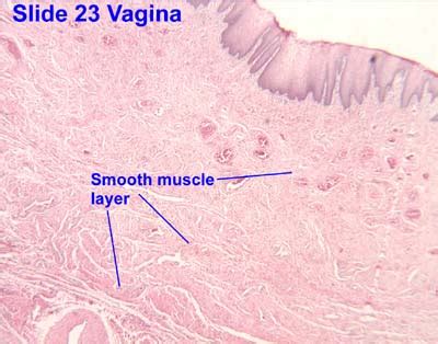 Female Reproductive