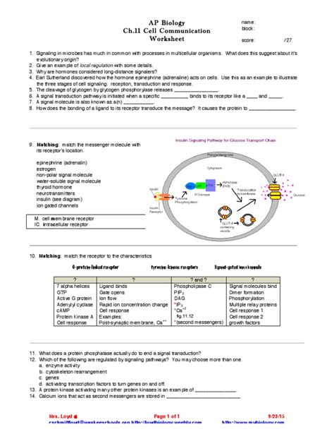 Cellcommworksheet Pdf Cell Signaling Signal Transduction
