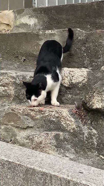 검은점박이 고양이 Youtube