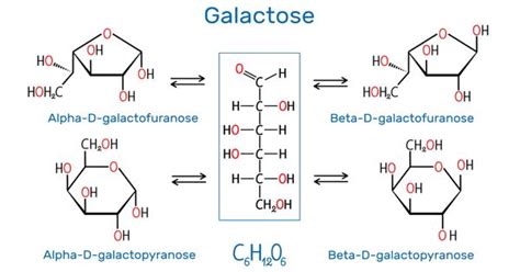 Galactose A Sugar Of The Hexose Class Assignment Point
