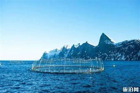 挪威哪里养殖三文鱼 虹鳟鱼和三文鱼的区别 旅泊网