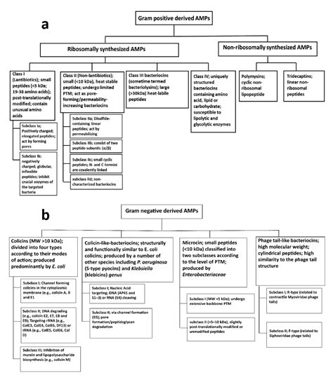 Gram Negative Bacteria Classification