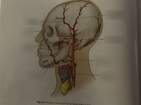 Superficial Temporal Artery Diagram Quizlet