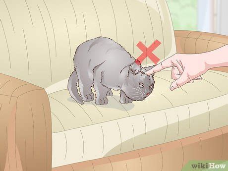 Ways To Stop A Cat From Scratching The Couch WikiHow Pet