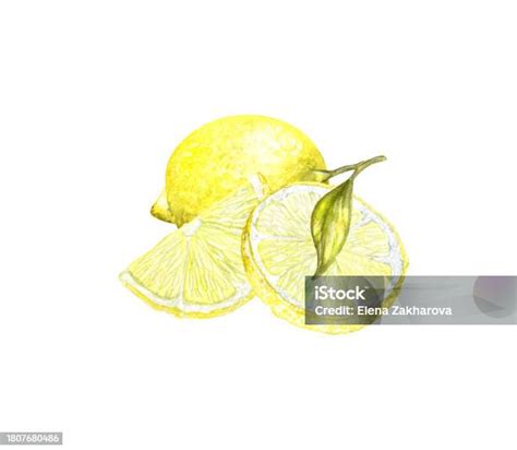 수채화 식물 그림 흰색 배경에 레몬 고립 된 요소 레몬 조각 제품 엽서 포장 문구류의 디자인을 위해 절단 건강한 생활방식에 대한 스톡 벡터 아트 및 기타 이미지 Istock