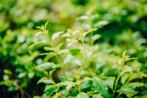 绿色叶子素材 绿色叶子模板 绿色叶子图片免费下载 设图网